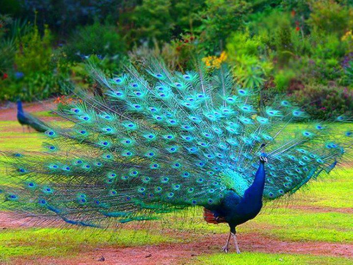 GIFS HERMOSOS: animalitos encontrados en la web