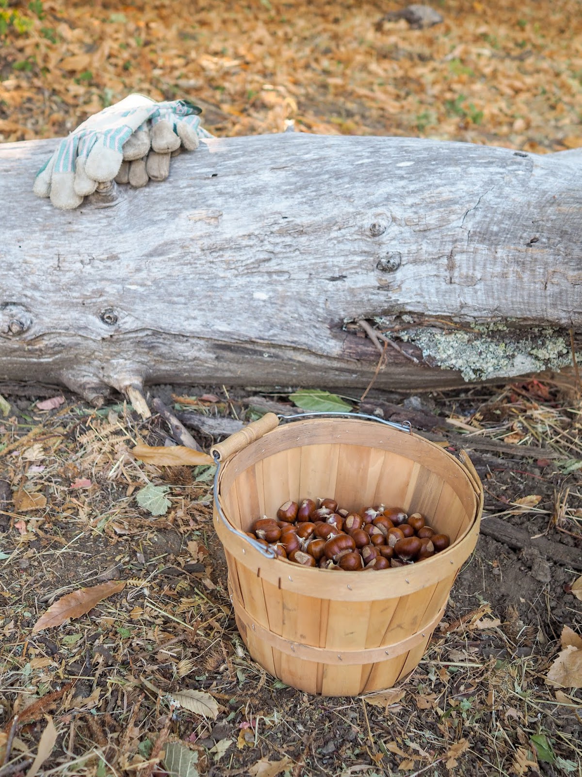 Little Hiccups: Chestnut Picking at Skyline Chestnuts