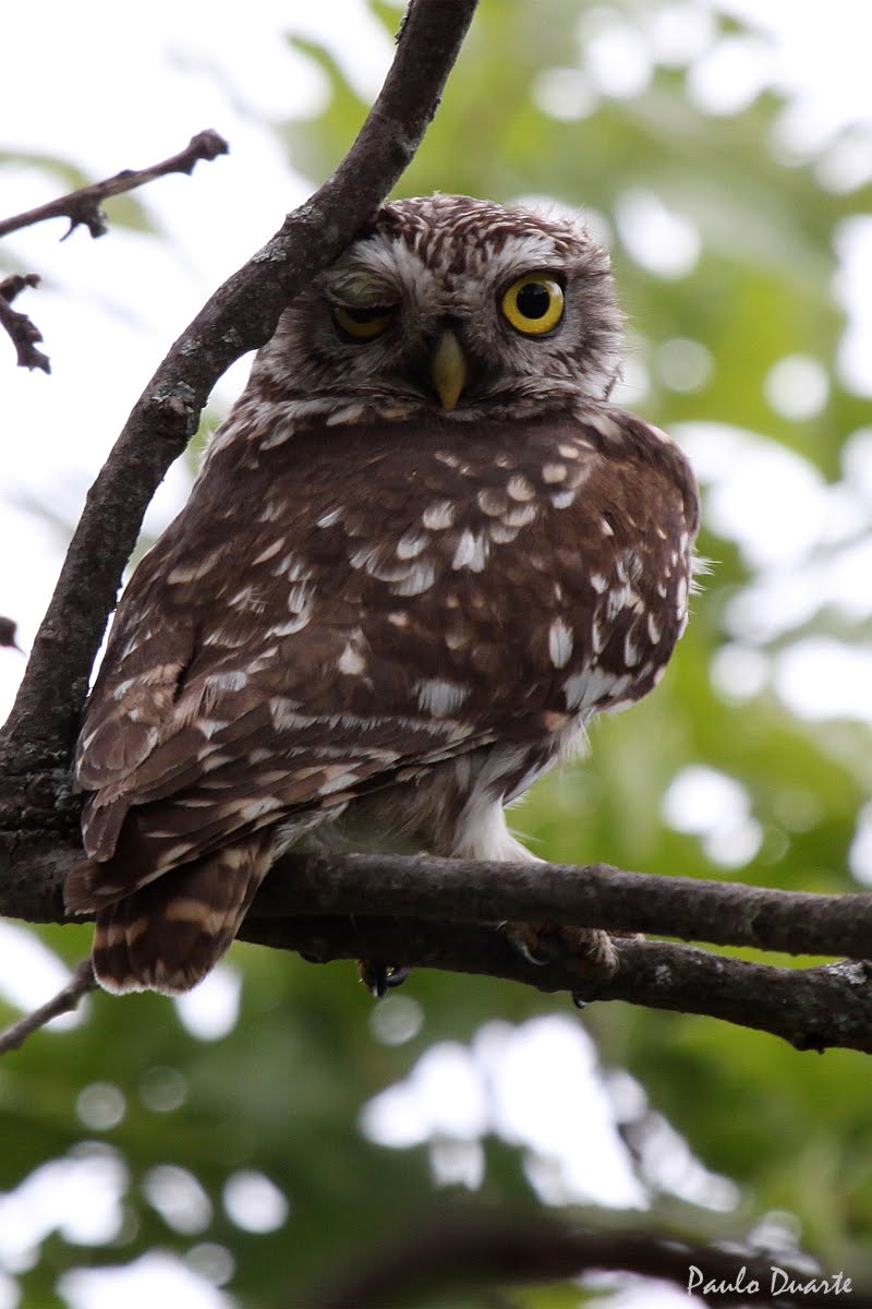 A arte de debicar: Mocho-galego