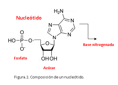Nucleotideos