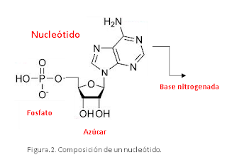 Acidos Nucleicos UIA: Introducción