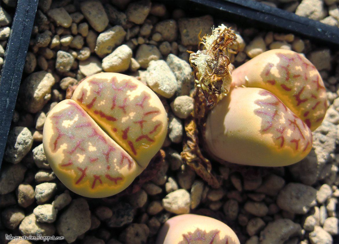 Lithops Stories Lithops Plant Size Part 1 17 Pics lithops-stories-lithops-plant-size-part-1-17-pics