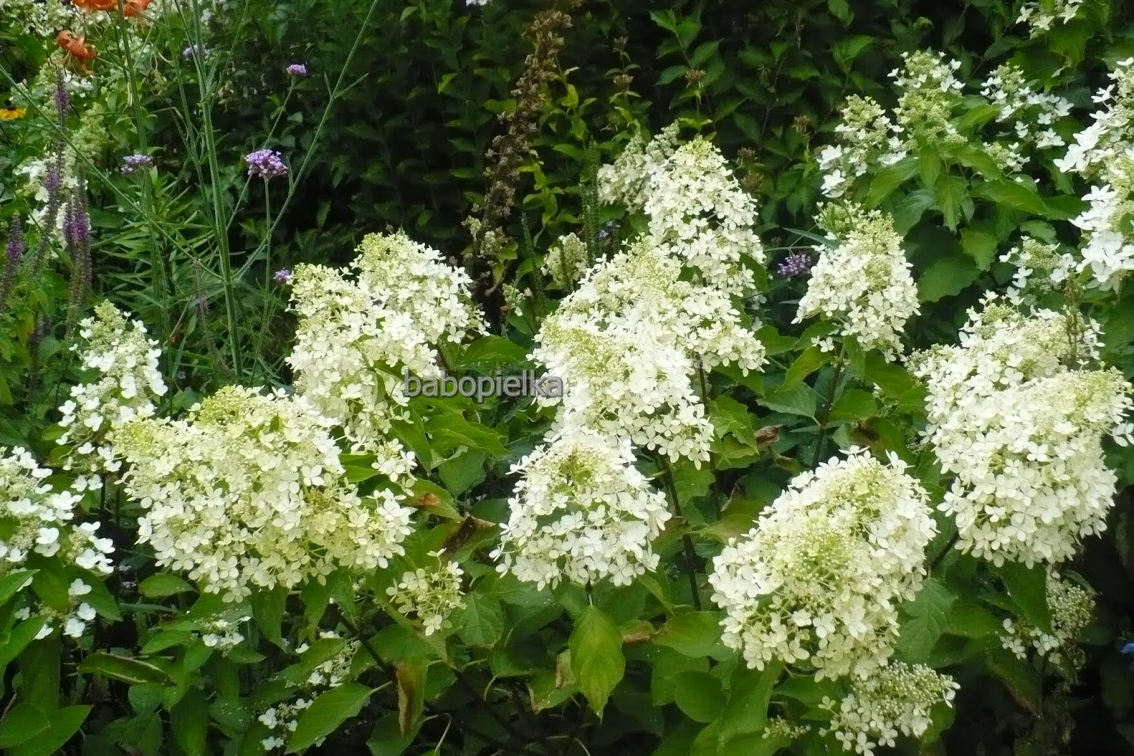 Hydrangea, Hortensja: Hydrangea paniculata (Hortensja bukietowa) 'Mega Pearl'