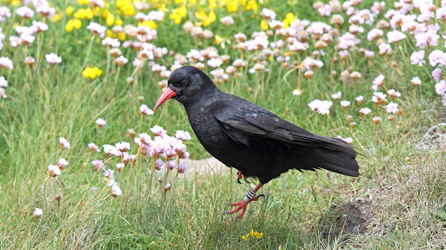 Adrian Davey Wildlife Photography Diary: Cornish Choughs