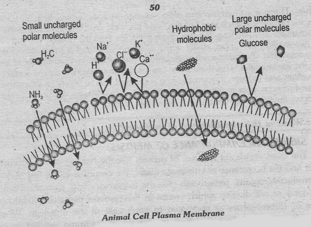 Animal Cell Plasma Membrane