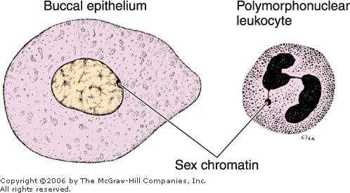 De Histology: Chromatin