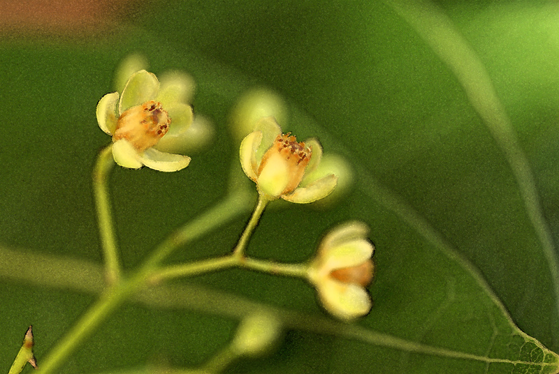 Flower Dictionary: Mahogany Tree