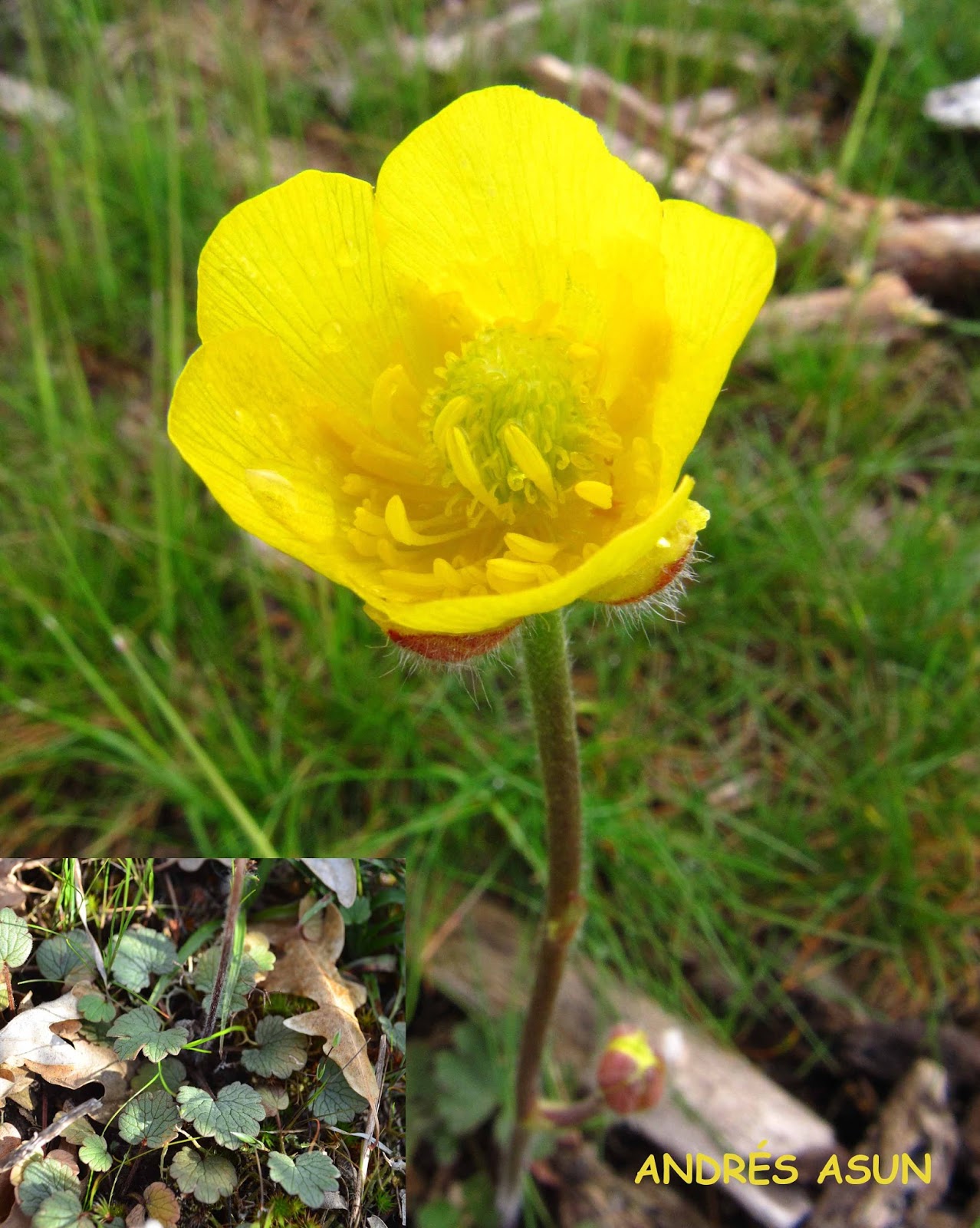 Flores silvestres de la Cordillera Cantábrica: RANUNCULACEAS ...