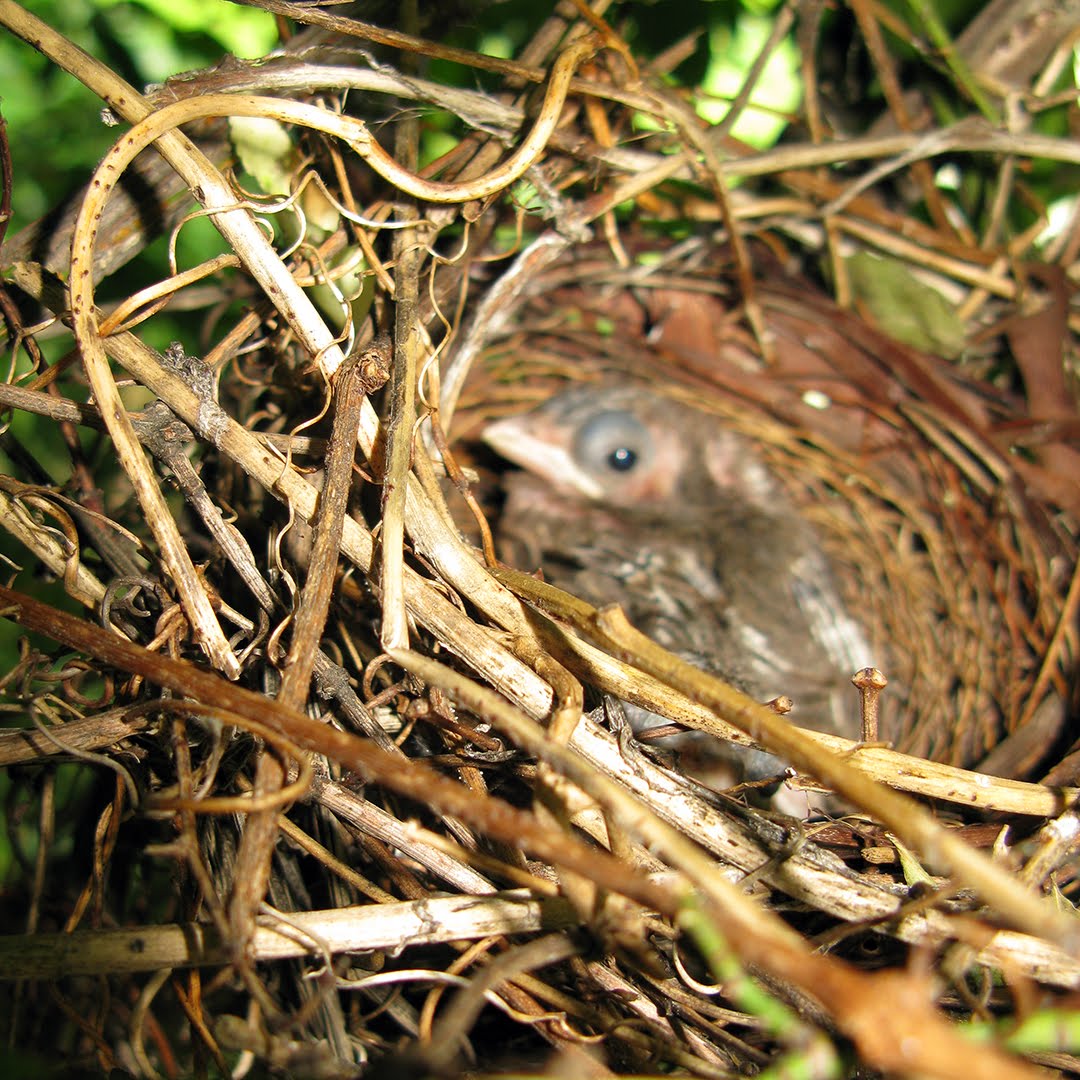 EmJay's Imagination: A Baby Bird Update