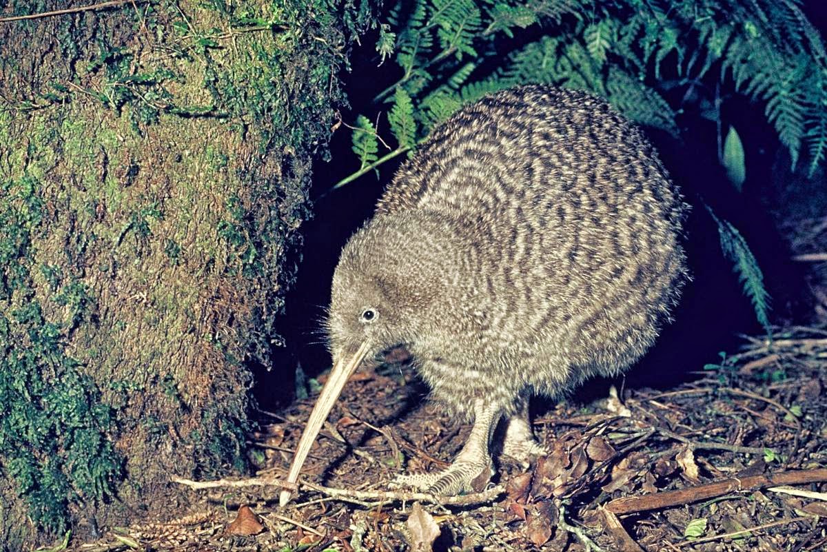 KIWI BIRD photos - wallpapers | the fun bank