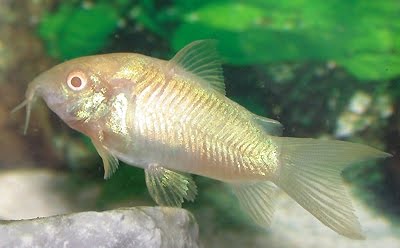 AQUARIUM BOUTIQUE: CORIDORAS - PESTELE SANITAR