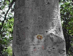 Argentina nativa: Aliso del cerro (Alnus acuminata)