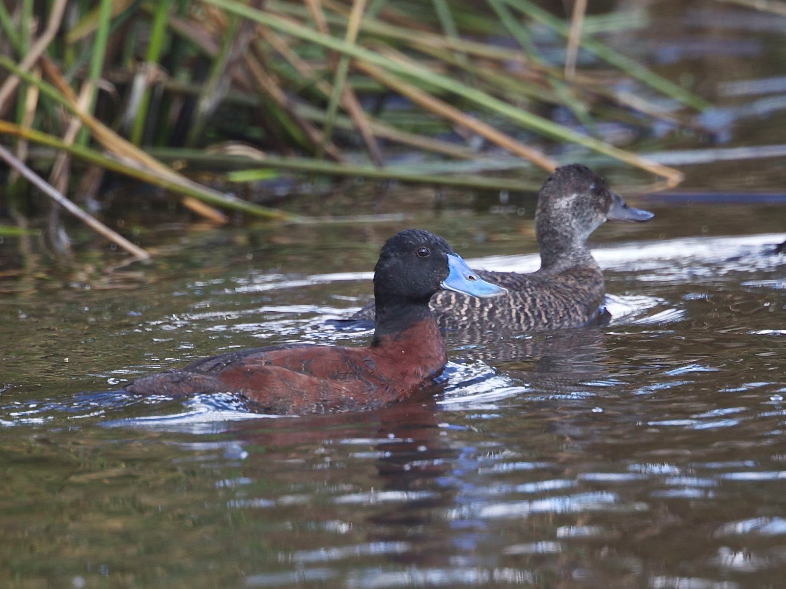 Avithera: Blue-billed Ducks
