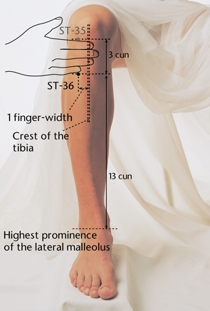 St 36. Zusanli / Cu San Li (Tiga Mil atau Kaki) - Terapi Jarum