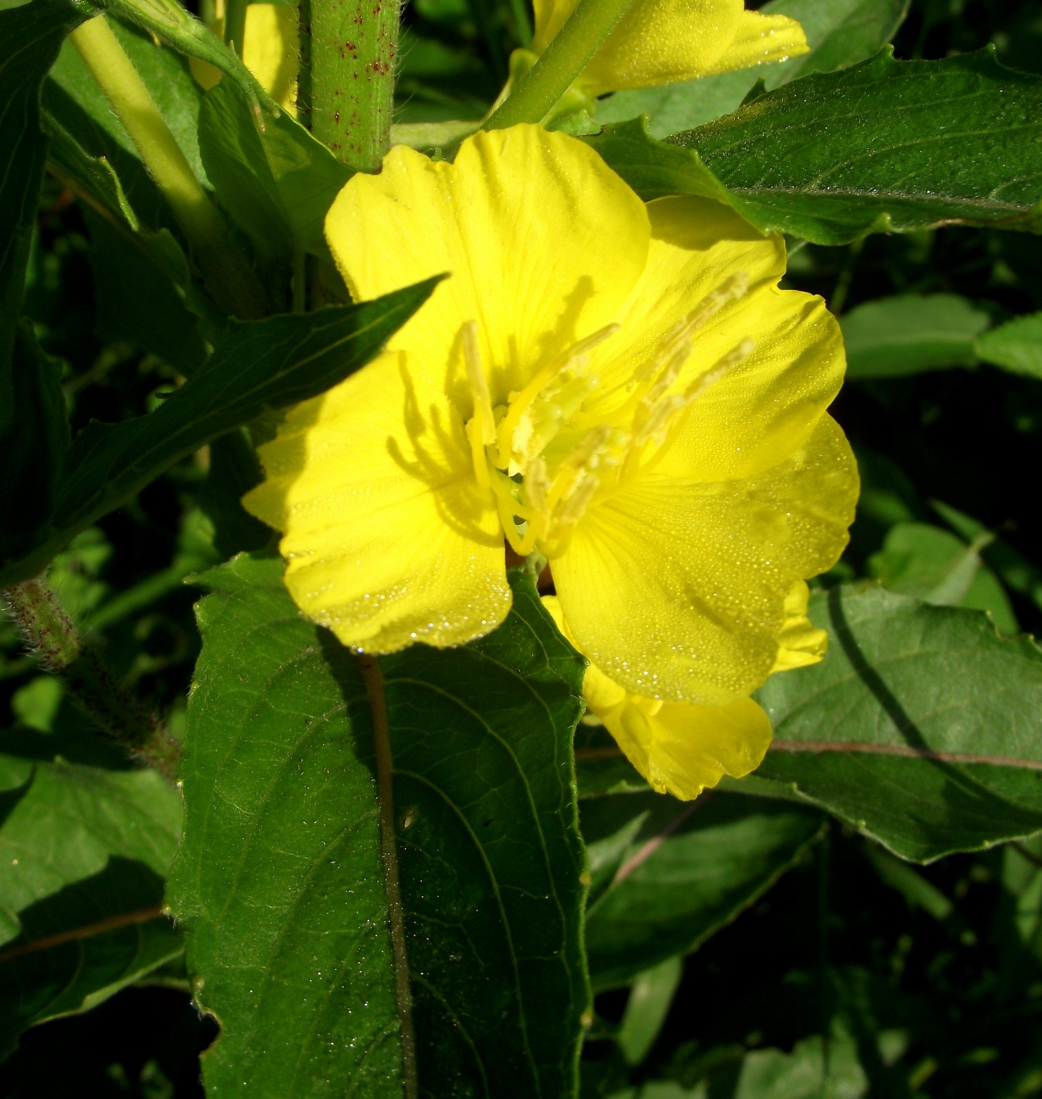Wild Bee: Evening Primrose