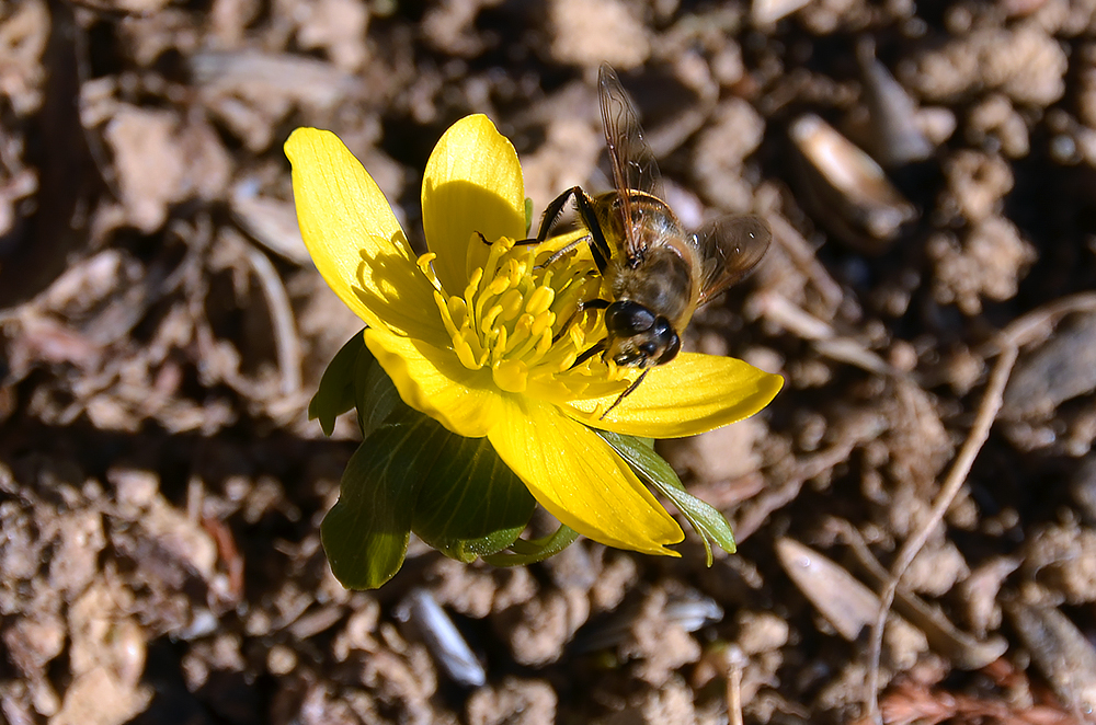 Spraitbacher Bilderbogen: Die Bienen fliegen