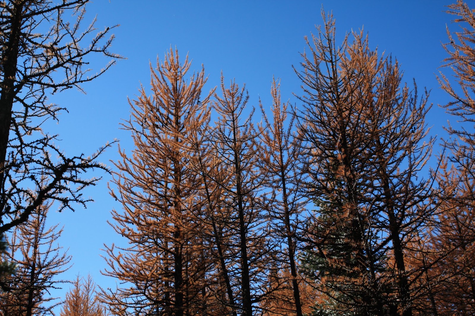 Larch Tree