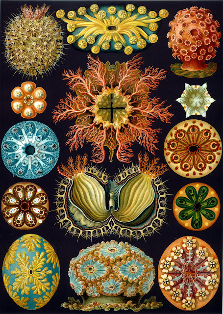 Art Forms of Nature – The Ernst Haeckel Collection ~ Kuriositas