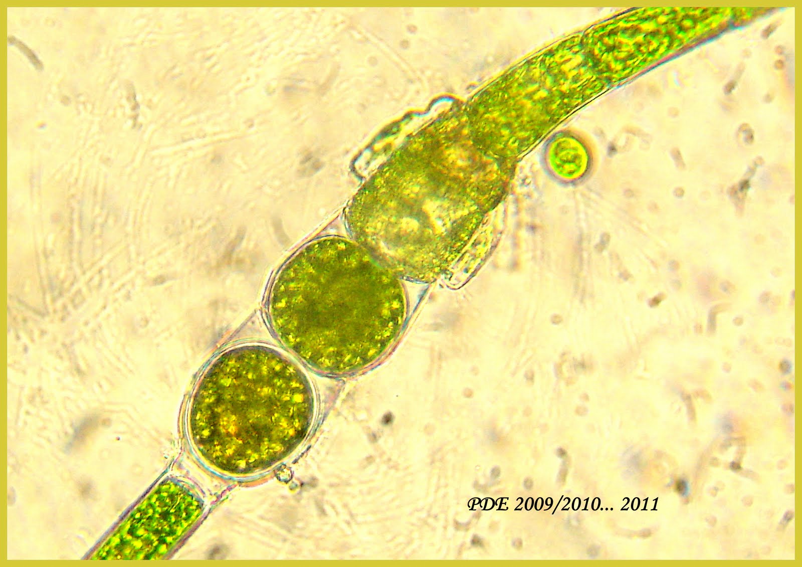 Cultivo de Microalgas em Fotobiorreatores: Microalgas... Cultivos dos ...