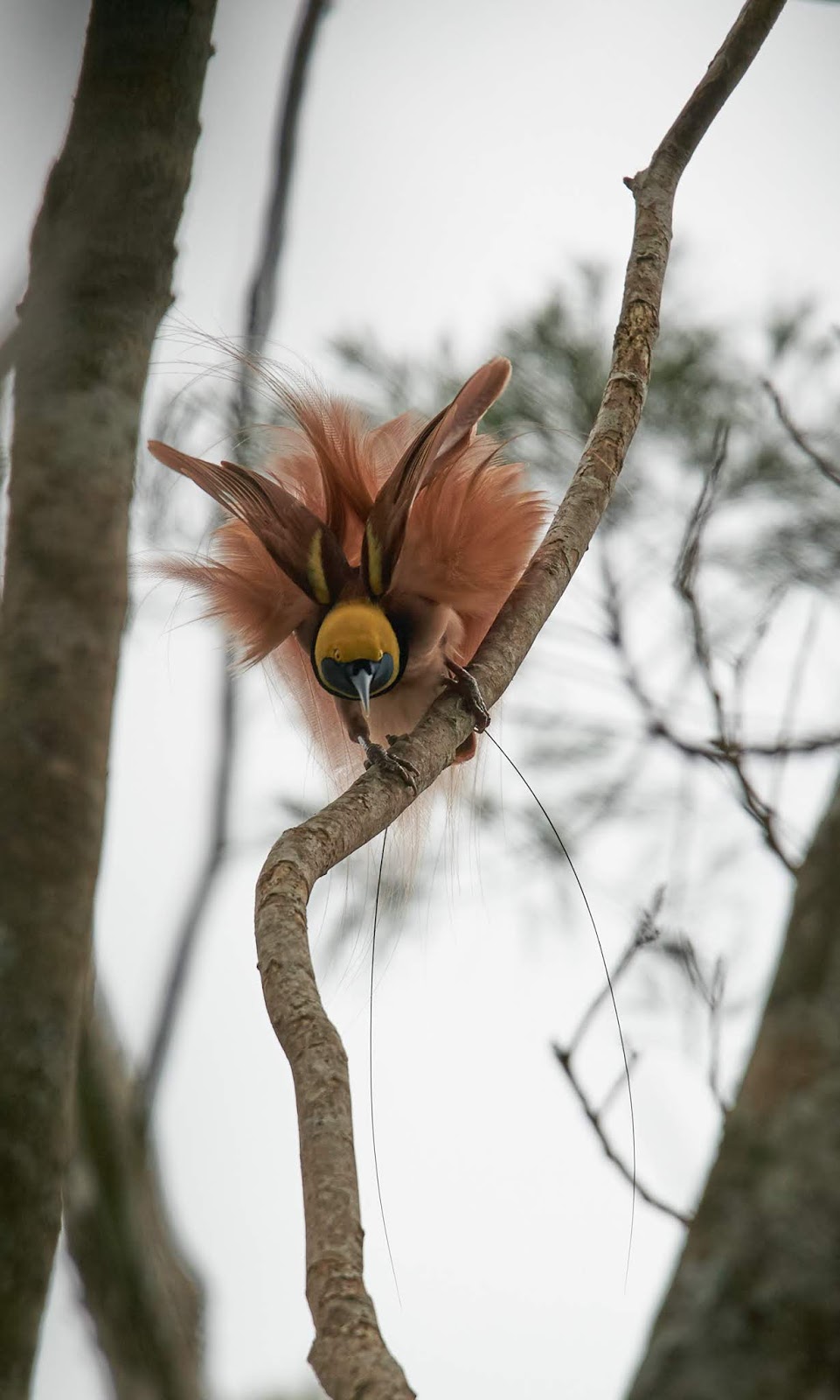 Alfred Wallace and the Papuan Birds of Paradise