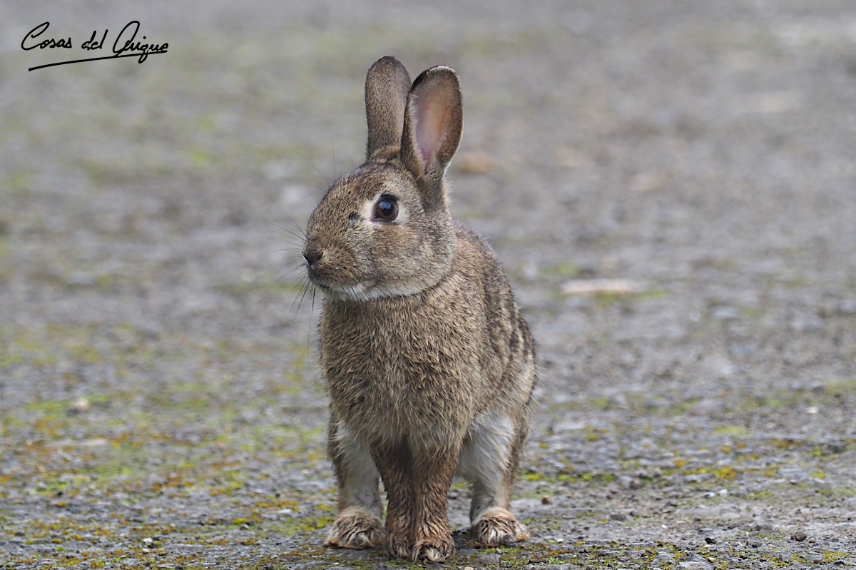 Cuaderno del Migue: El Conejo