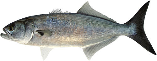 Minhoca de Praia: Peixes: Anchova