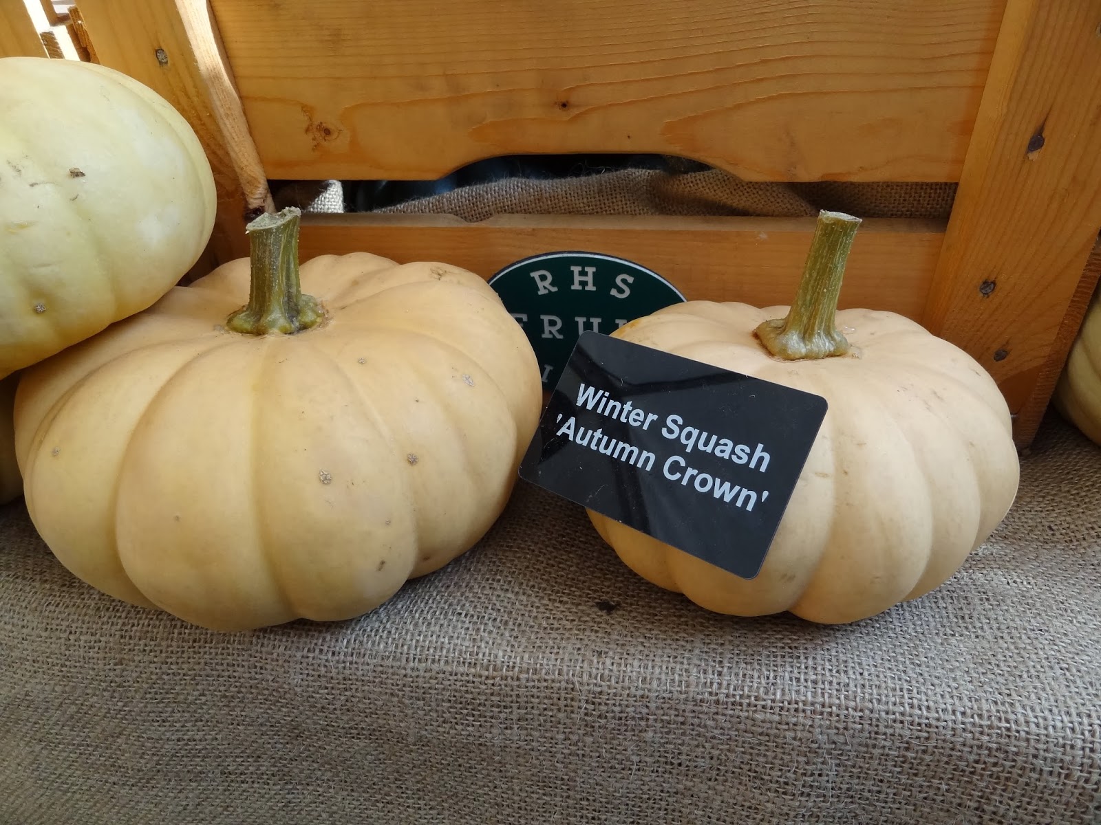 Down on the Allotment: A Taste of Autumn