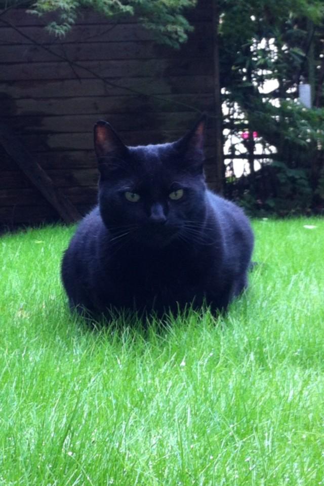 55 Top Images The Caffeinated Cat - Jaws's moment of zen at The ...