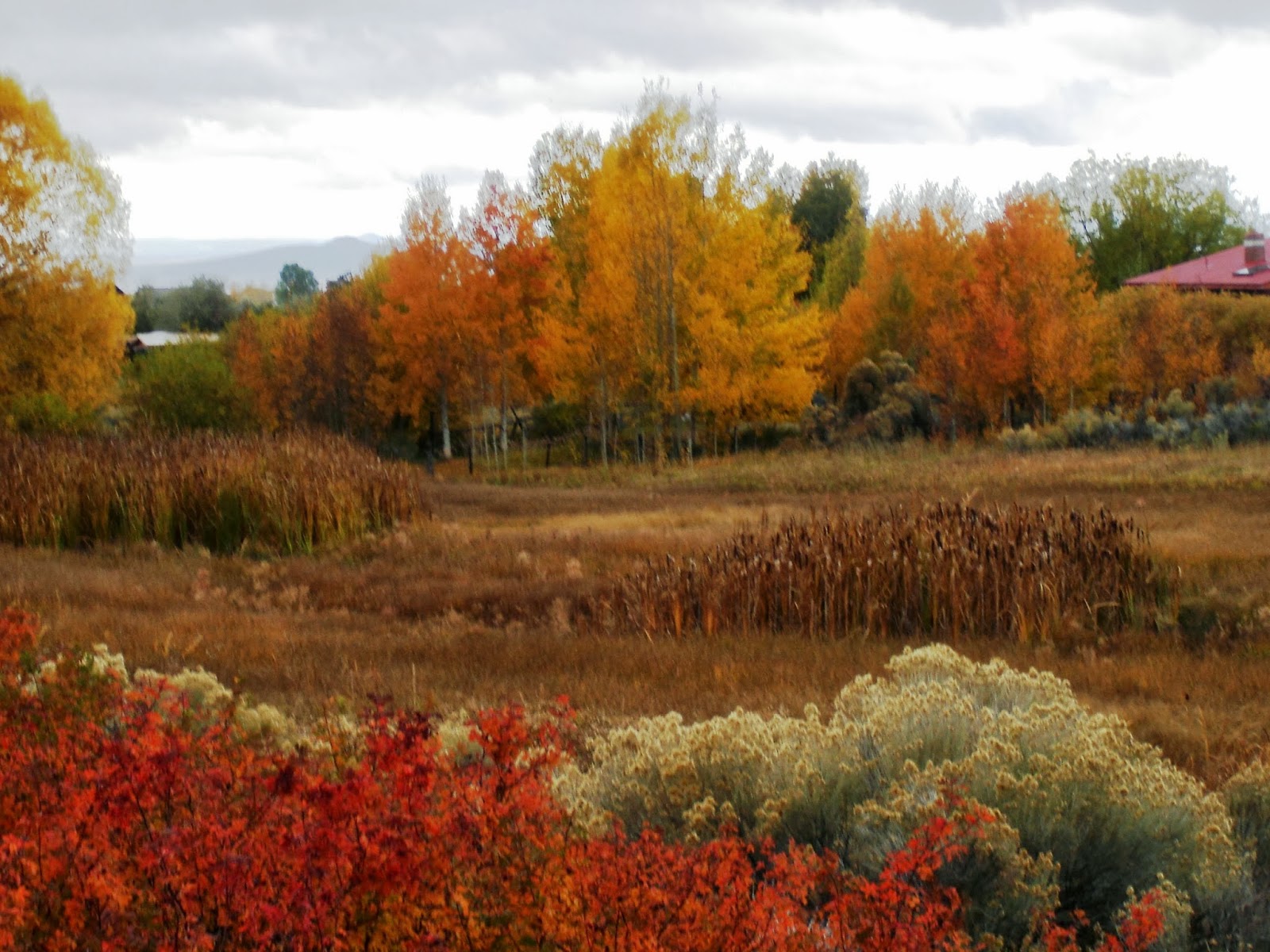dee sanchez PAINTS! : Taos Colors