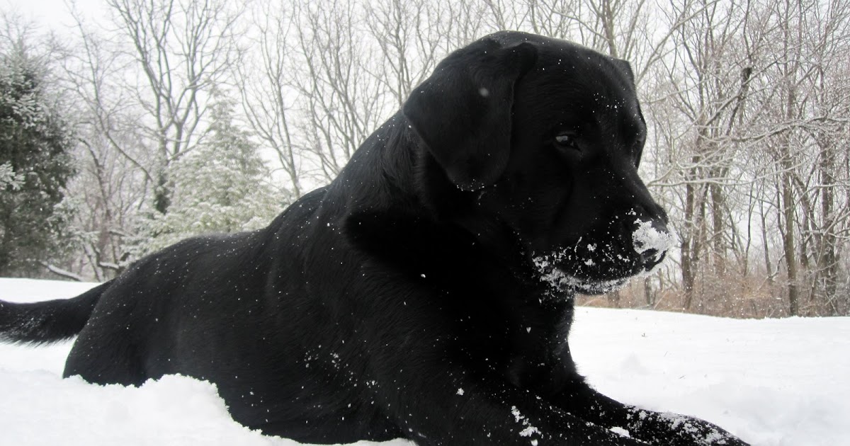 LOVING PETS: I Love My Labrador Retriever...