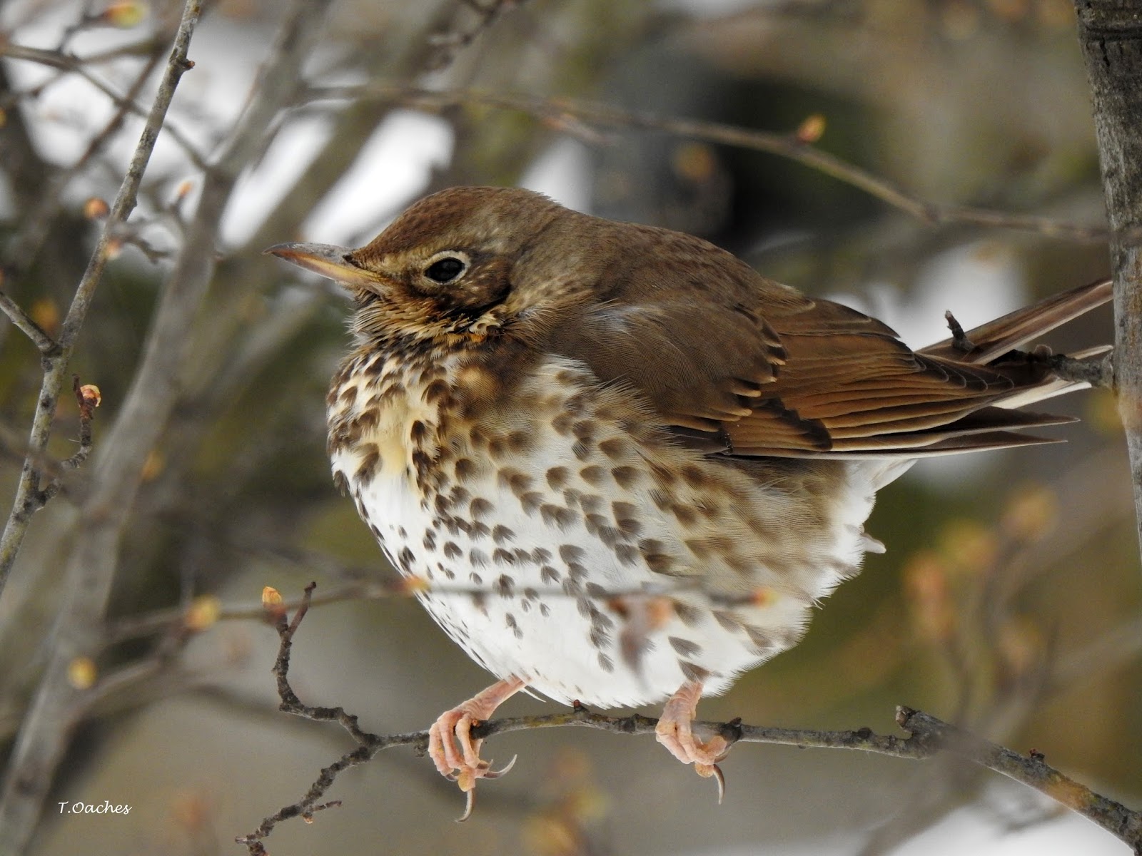 PASARI DIN ROMANIA: STURZ CANTATOR, Turdus philomelos