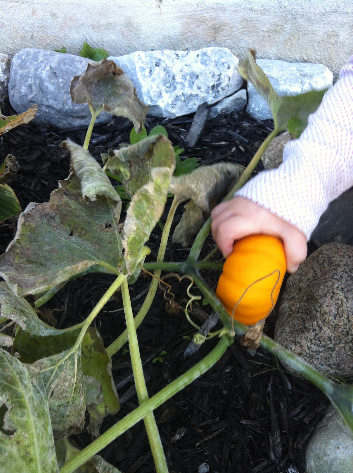 Handmade by CJ: Growing Mini Pumpkins - The Easy Way!