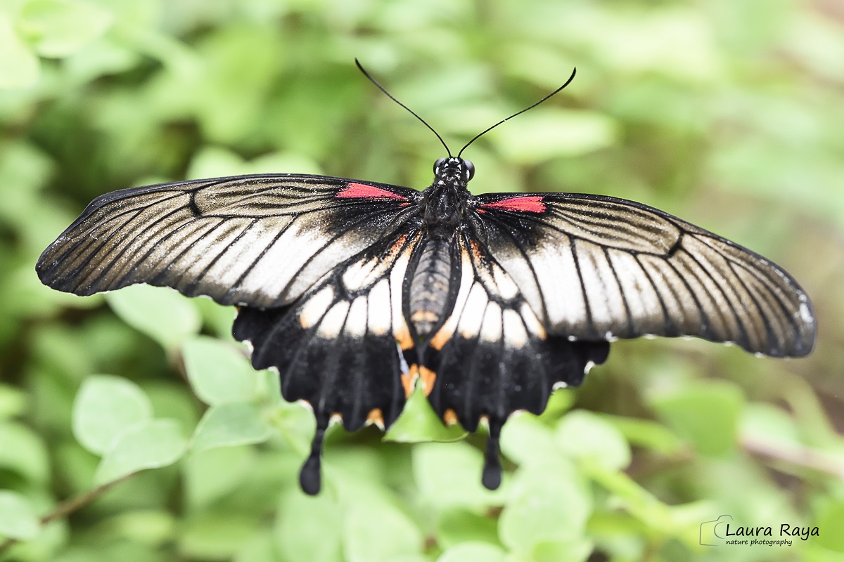 Fotografía Laura Raya: PAPILIO MEMNON - EL GRAN MORMÓN