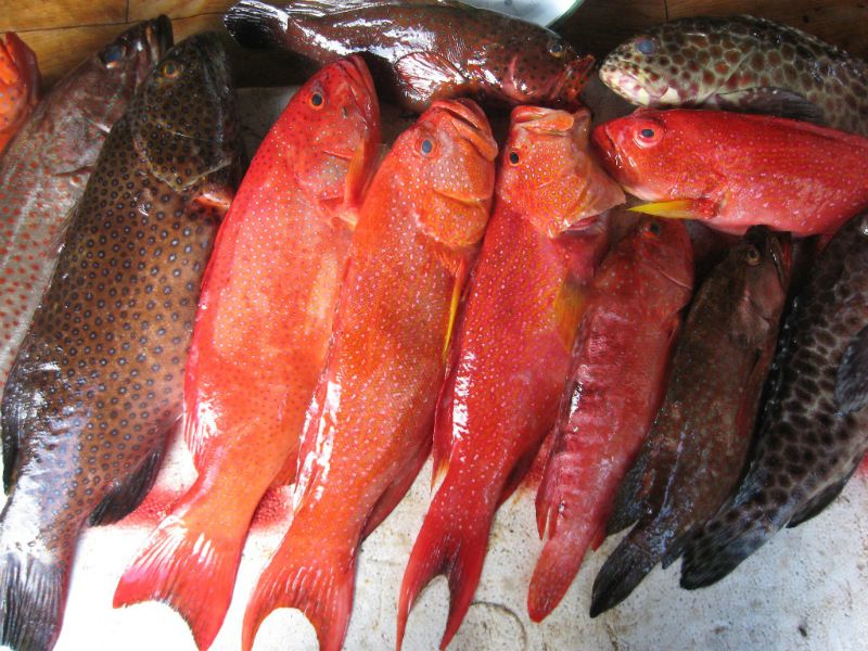 Profile : Frozen Gouper Supplier - Grouper Fish Farming indonesia ...