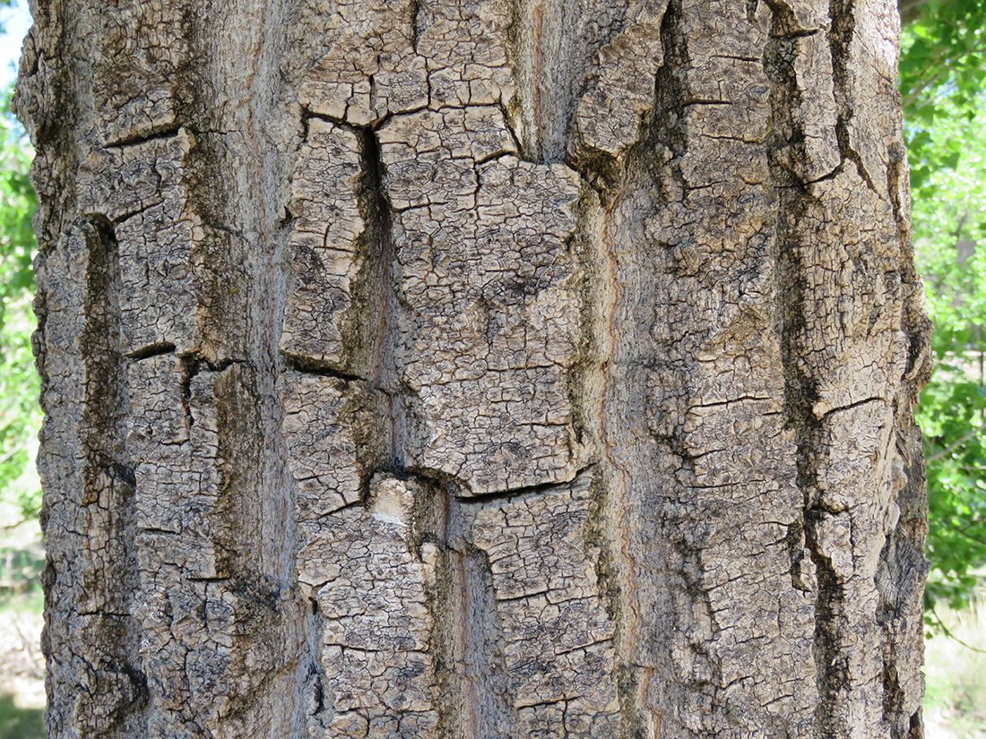 Á R B O L E S (T R E E S) y P A L M E R A S (P A L M S): Populus nigra ...