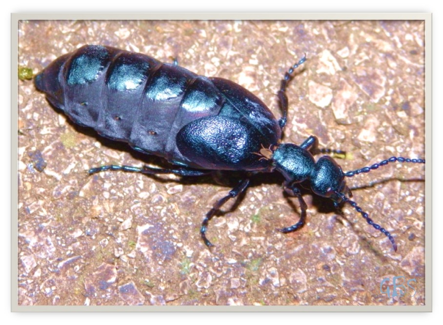 Iba minútku nad Račou - chrobáky - Gabriela Slivová