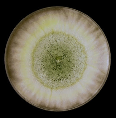 Fun With Microbiology (What's Buggin' You?): Trichoderma species