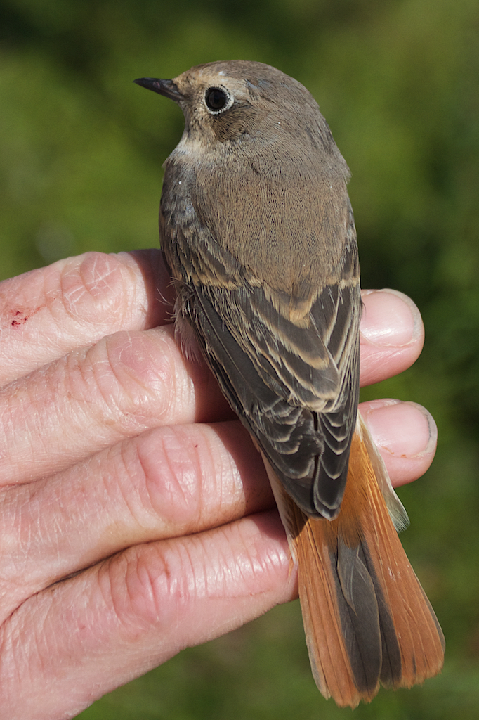Charlie Sargent's bird ringing: The Pecker Pips it.