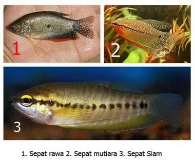IKAN AIR TAWAR MALAYSIA: IKAN SEPAT SIAM