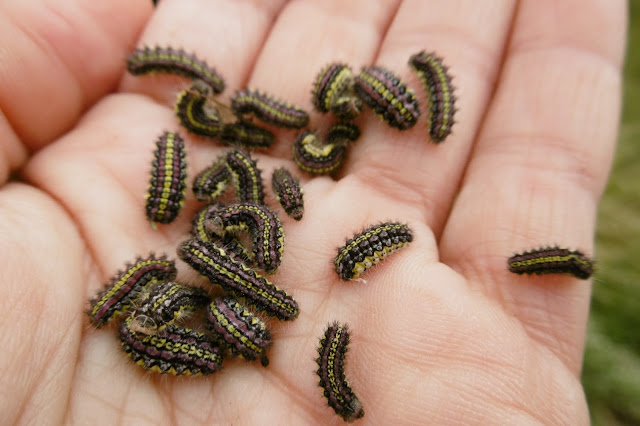 Un bosque de alimentos en la meseta: La aglaope infausta o en busca de ...