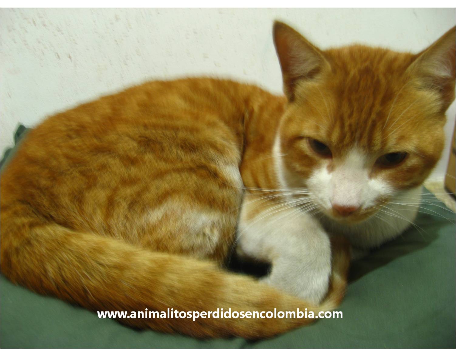 Animalitos Perdidos en Colombia: ENCONTRADO BOGOTÁ-GATO CRIOLLO ...