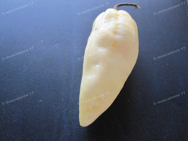 peperoncino mascalzone: FATALII WHITE