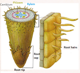 # 61 Root hairs and water uptake by plants | Biology Notes for IGCSE ...