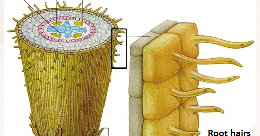 # 61 Root hairs and water uptake by plants | Biology Notes for IGCSE 2014