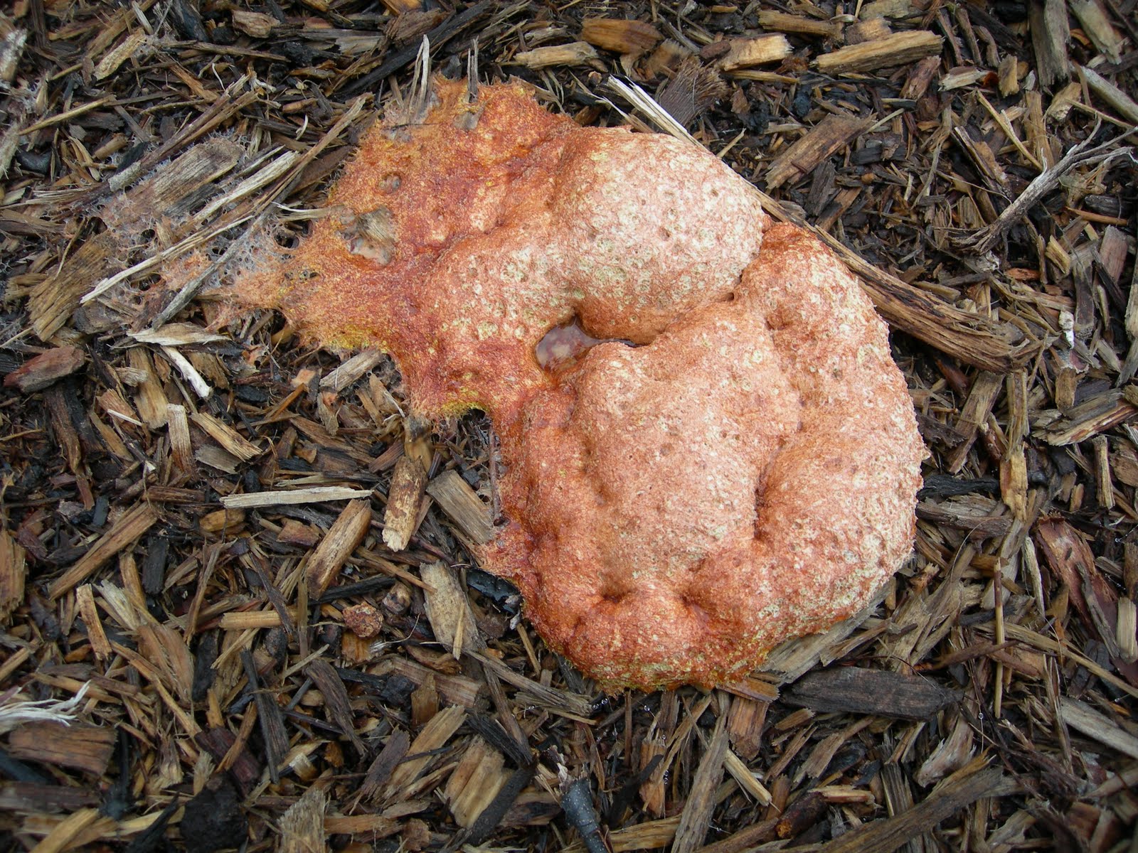 The Phytophactor: The Blob - It lives!