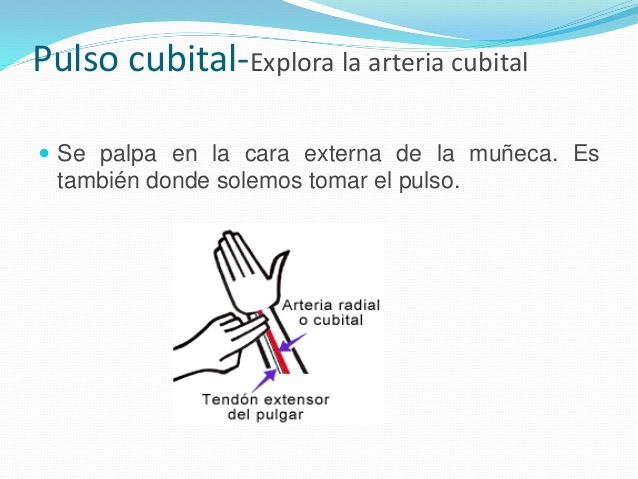 utesadultadorvil.squirurgica