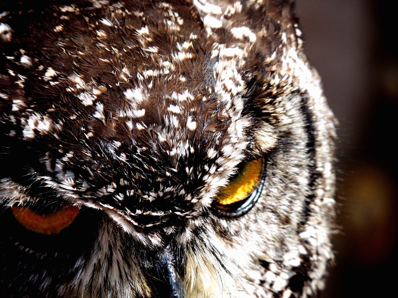 Naturaleza Viva : Buho Africano o búho manchado (Bubo africanus)