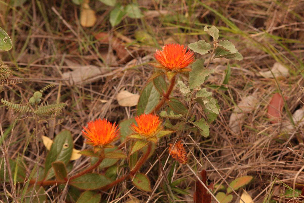 Caliandra do Cerrado: Uma flor do Cerrado: Para-tudo, a flor que nunca ...