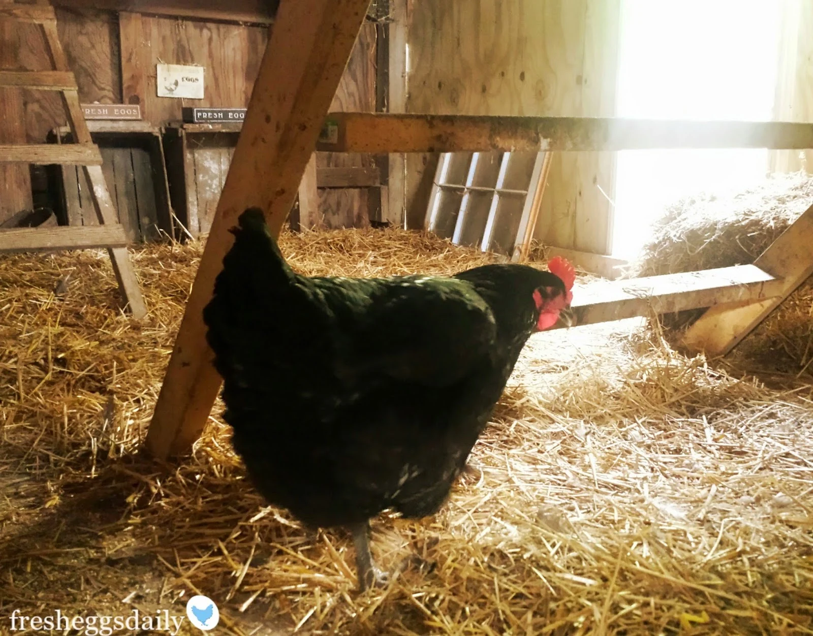Chicken Coop Security Features - Fresh Eggs Daily® with Lisa Steele