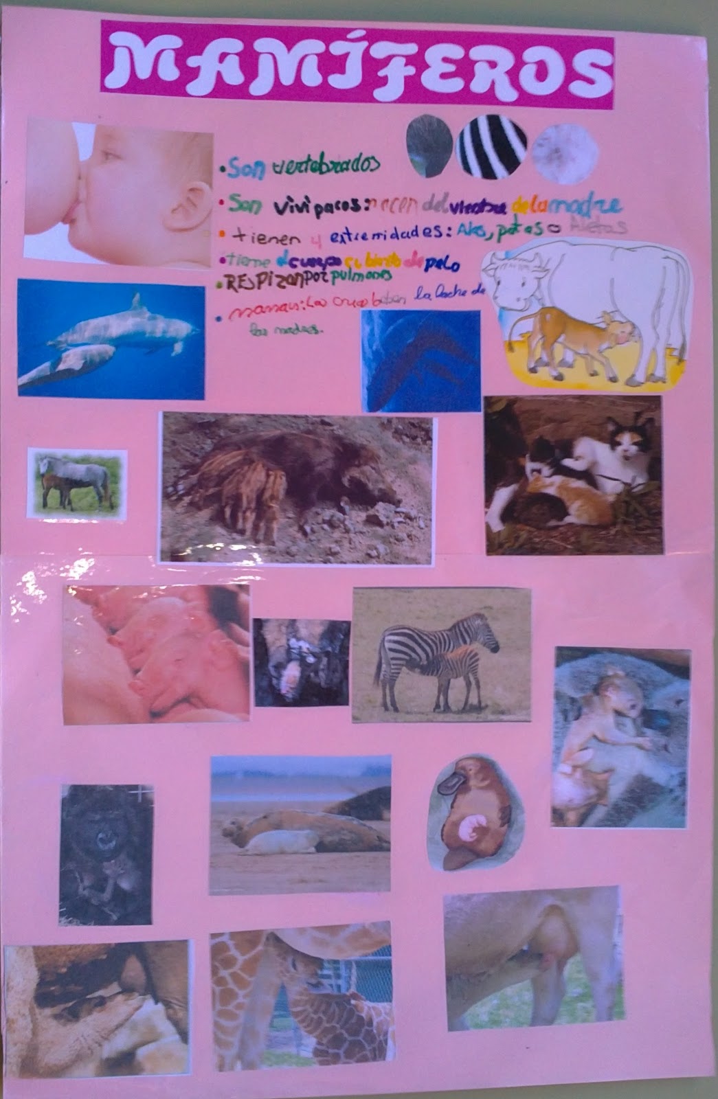 Mil recursos: LÁMINAS ANIMALES